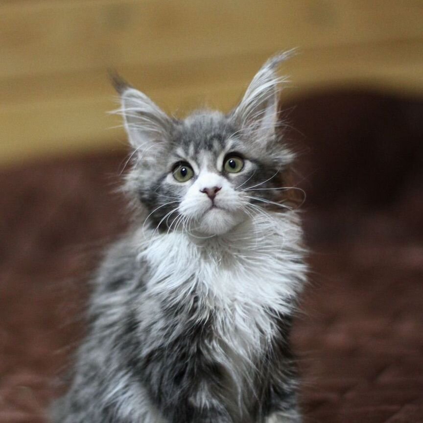 Мейн-кун девочка в любимця и в разведние