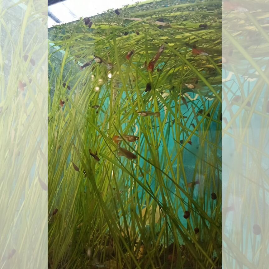 Аквариумные рыбки гуппи и улитки