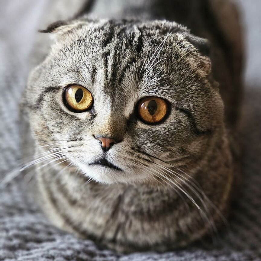 Шотландский кот