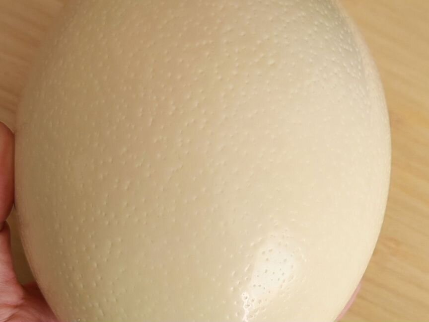 Страусиное яйцо скорлупа