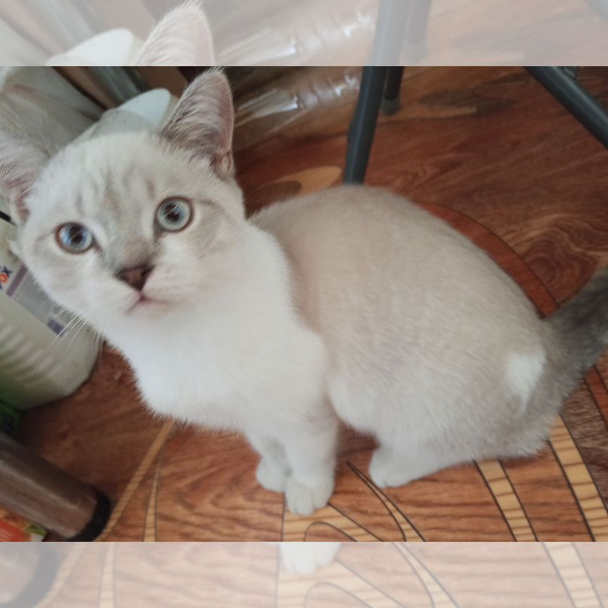 Шотландский вислоухий короткошёрстный котёнок