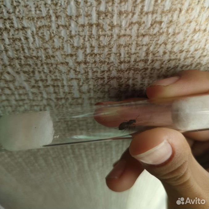 Матка муравьёв вид: лазиус нигер (чëр.сад.муравей