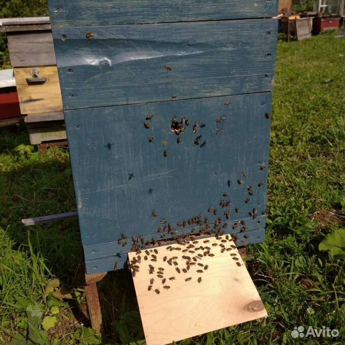 Отдам бесплатно пчел