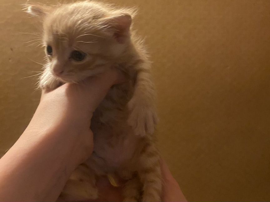 Котята