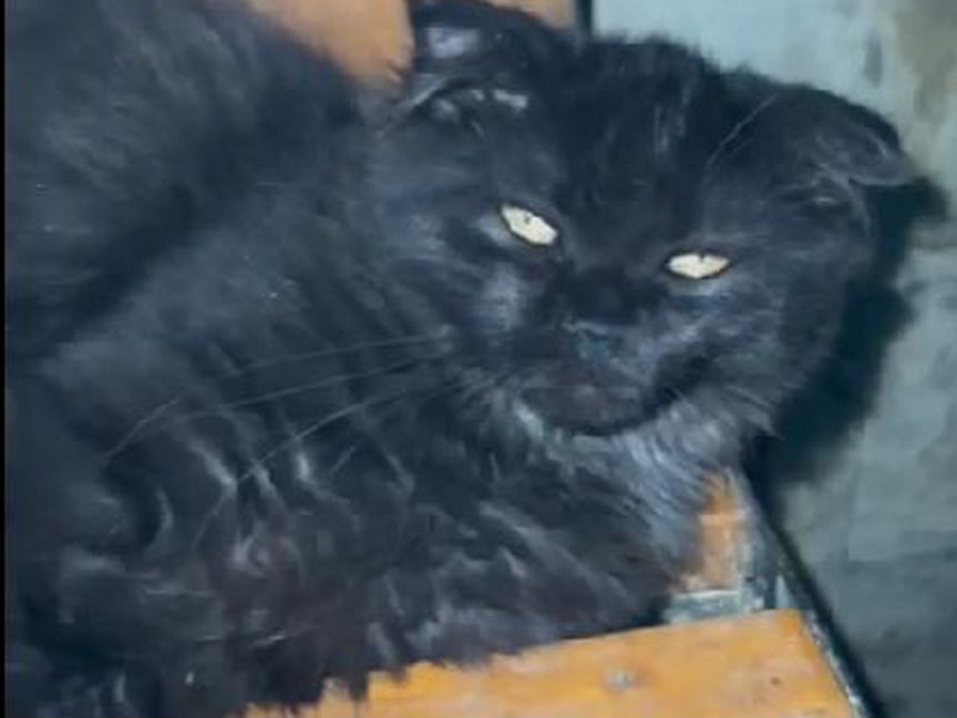 Вислоухий котик