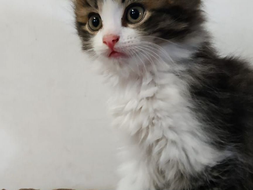 Кошечка в добрые руки