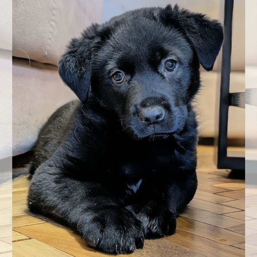 Щенок в добрые руки