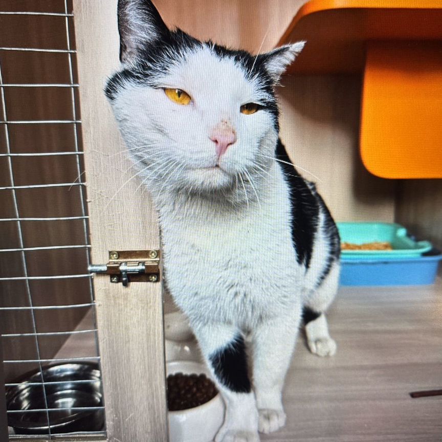 Котик в добрые руки мальчик