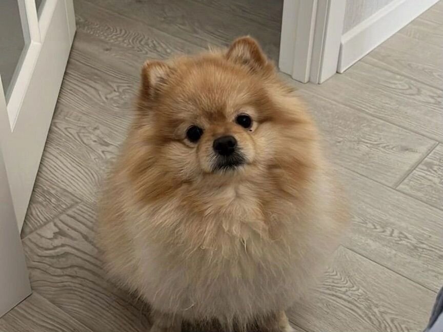 Померанский шпиц