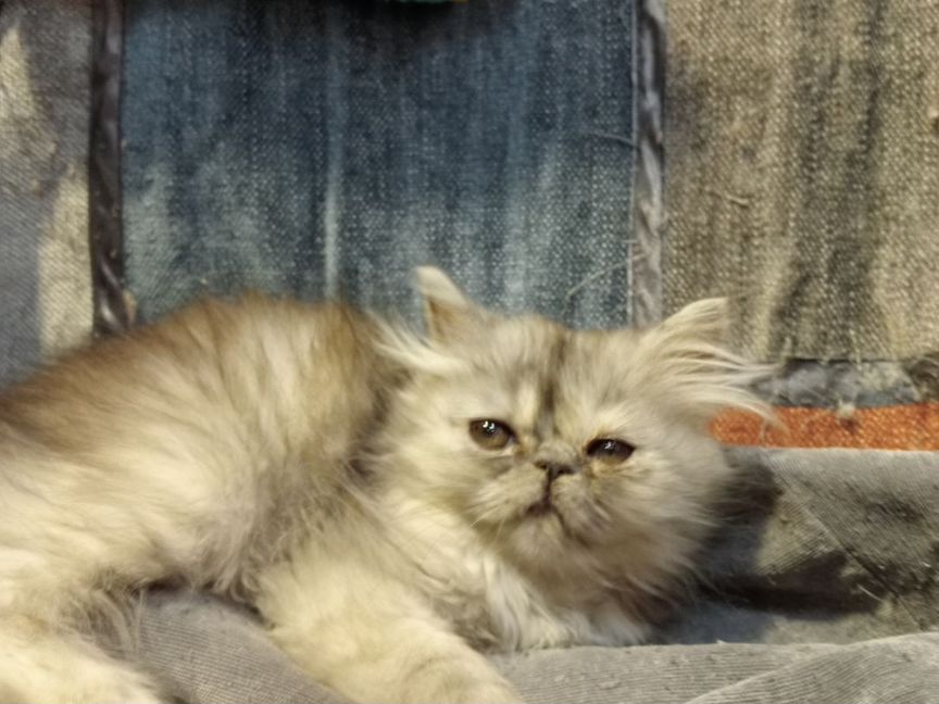 Продам персидских котят