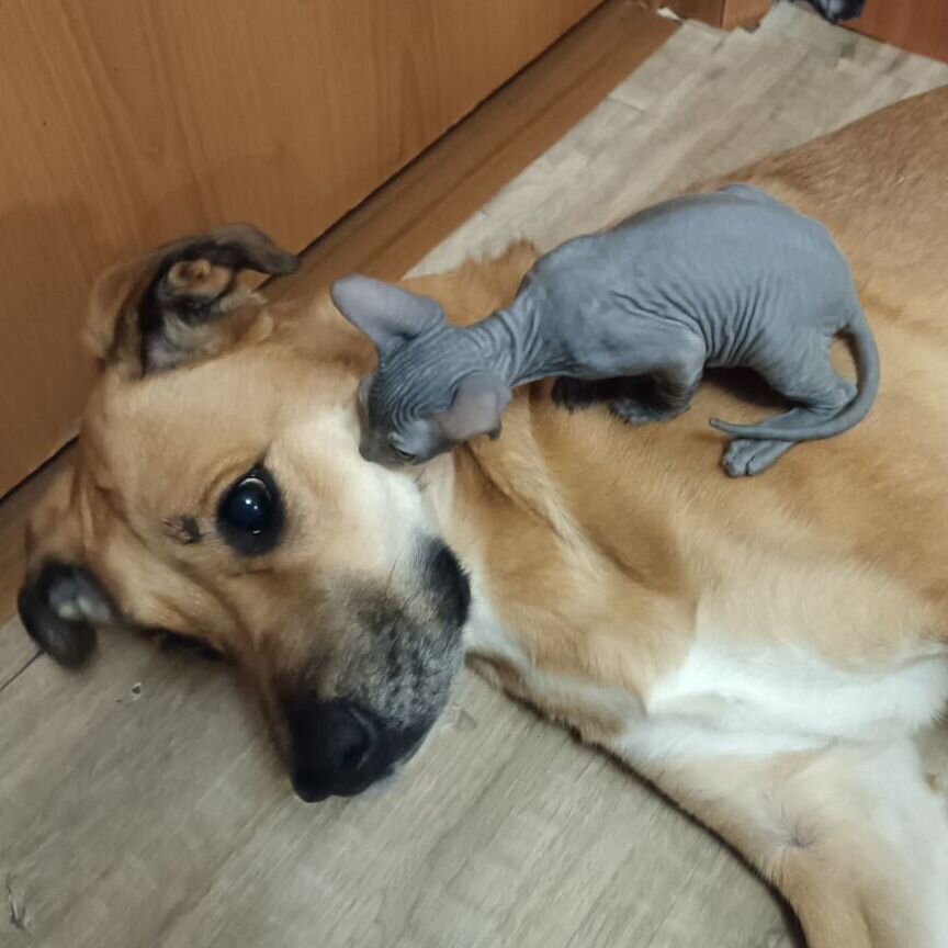 Донской сфинкс котёнок