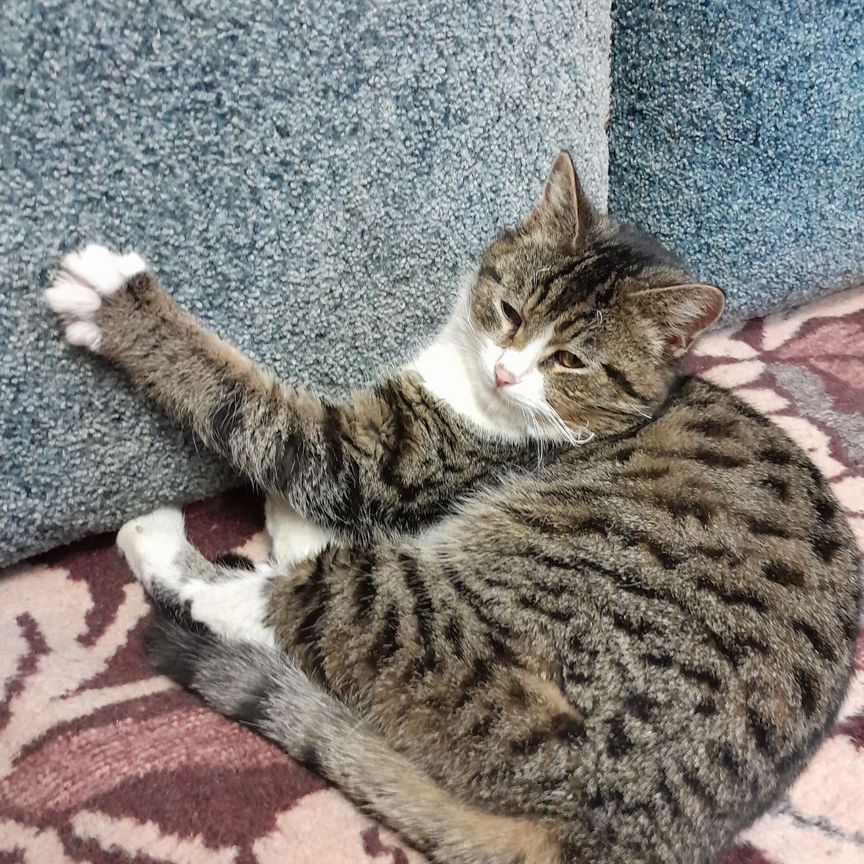 Котик ищет дом