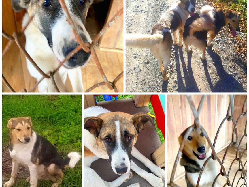 Ласковые пёсики выживают на улице