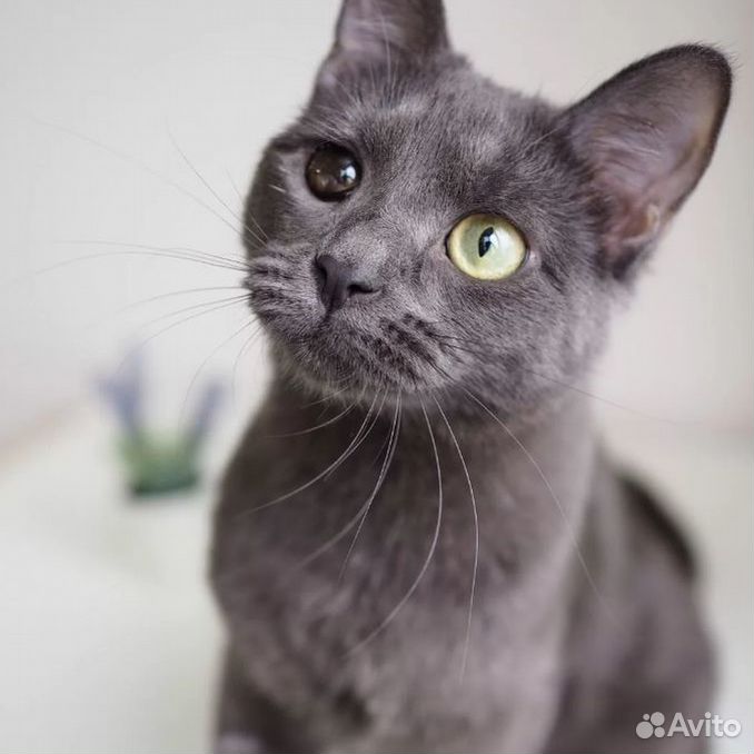 Лила ищет дом