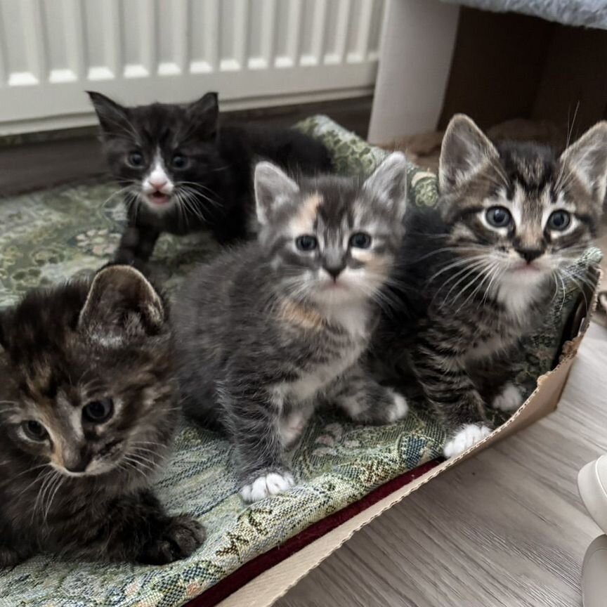 Котёнок от частного владельца