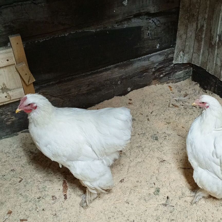 Пара кохинхин белый