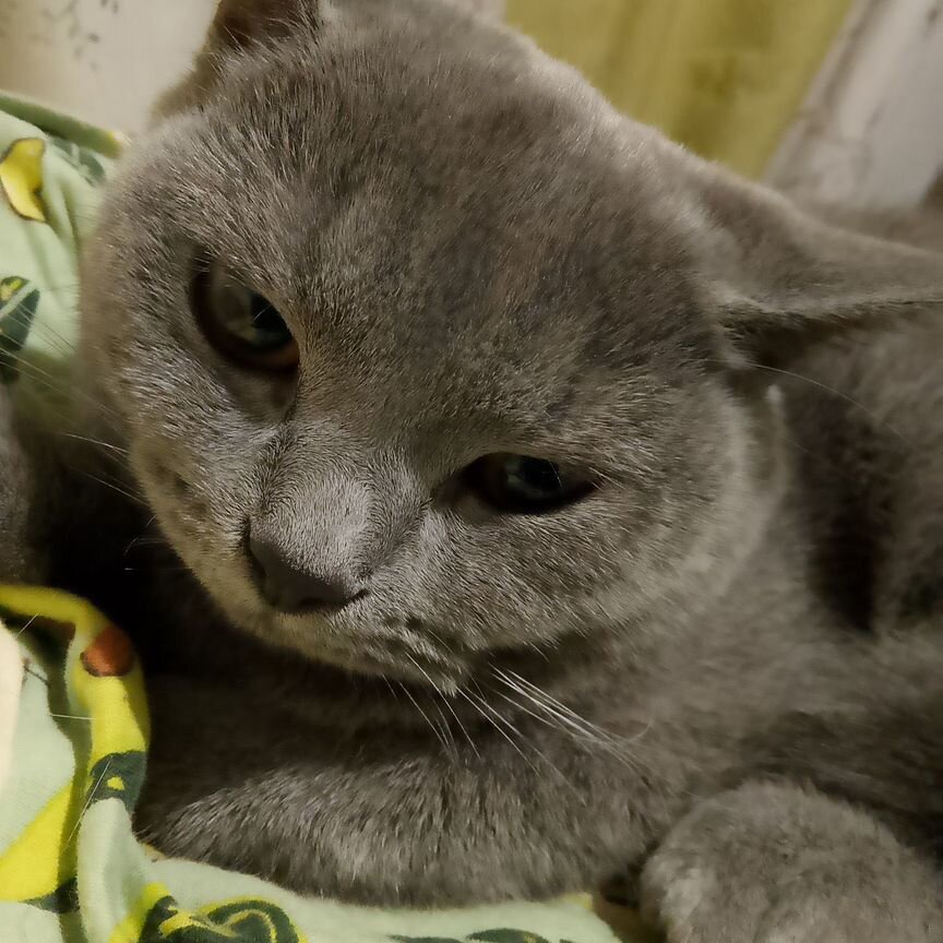 Шотландские