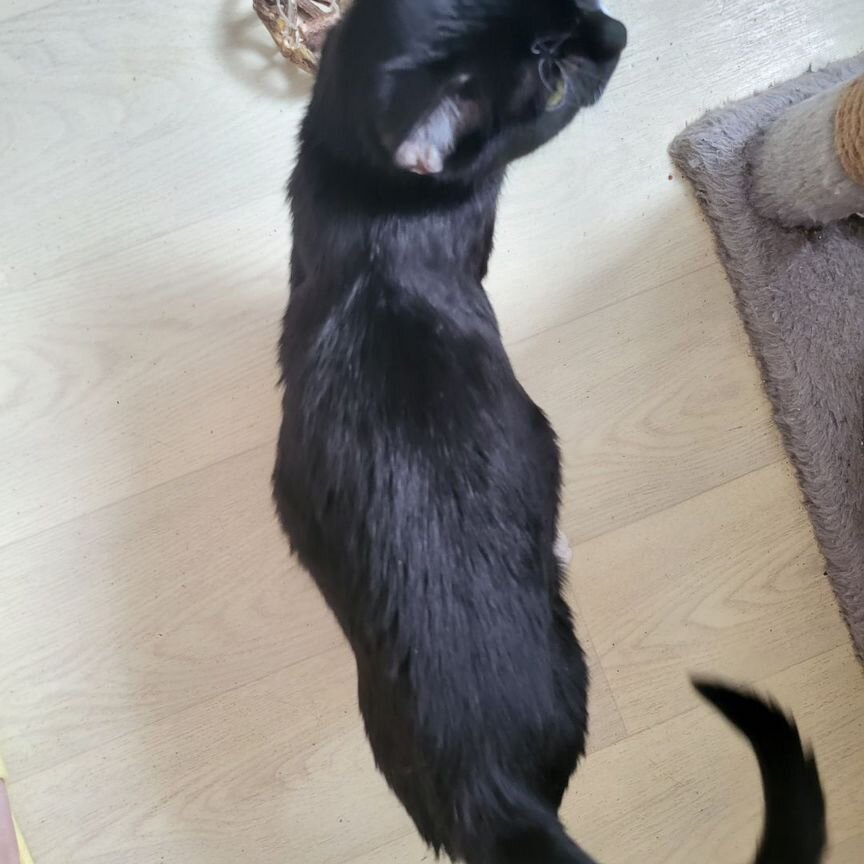 У котёнка Фип нужна помощь