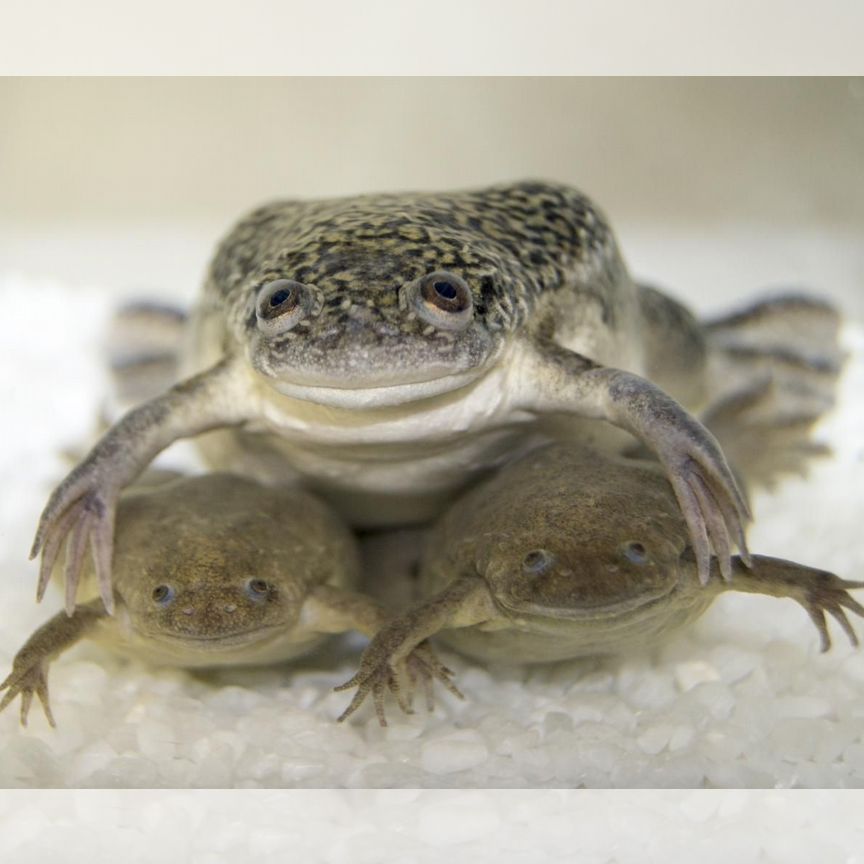 Лягушка шпорцевая - Xenopus laevis (белая/серая)