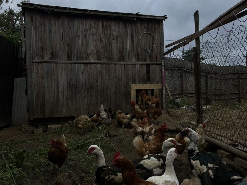 Курицы и утки