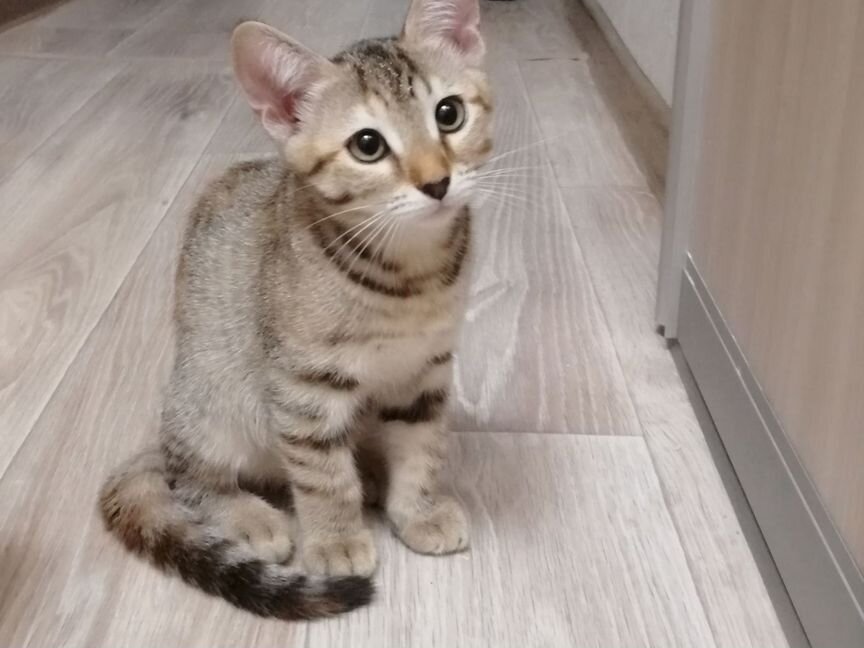 Кошечки в самые заботливые руки