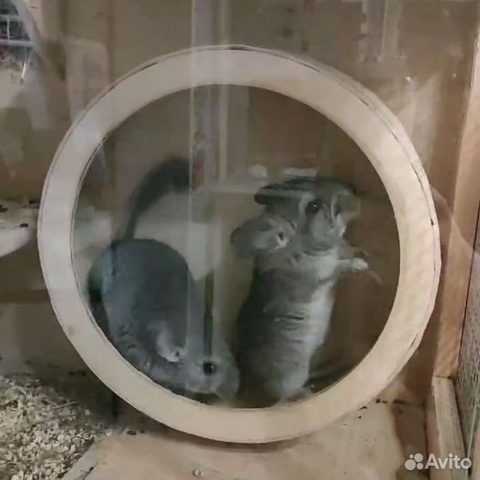 Милые шиншилята