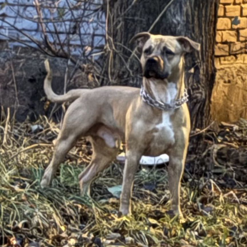 Американский стаффордширский терьер, взрослый пёс