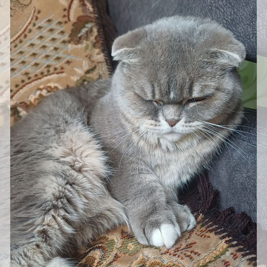 Шотландская вислоухая длинношёрстная, взрослая кошка