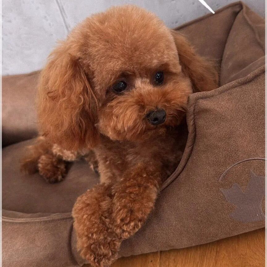 Той-пудель, щенок