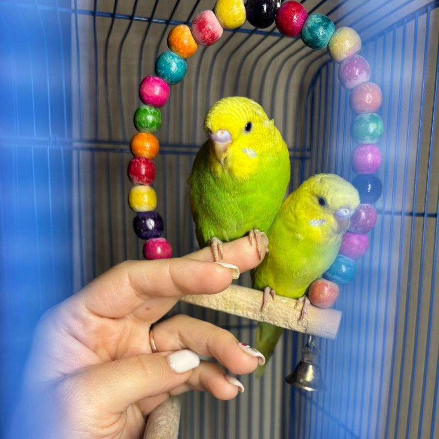 Волнистый попугай. Птенец