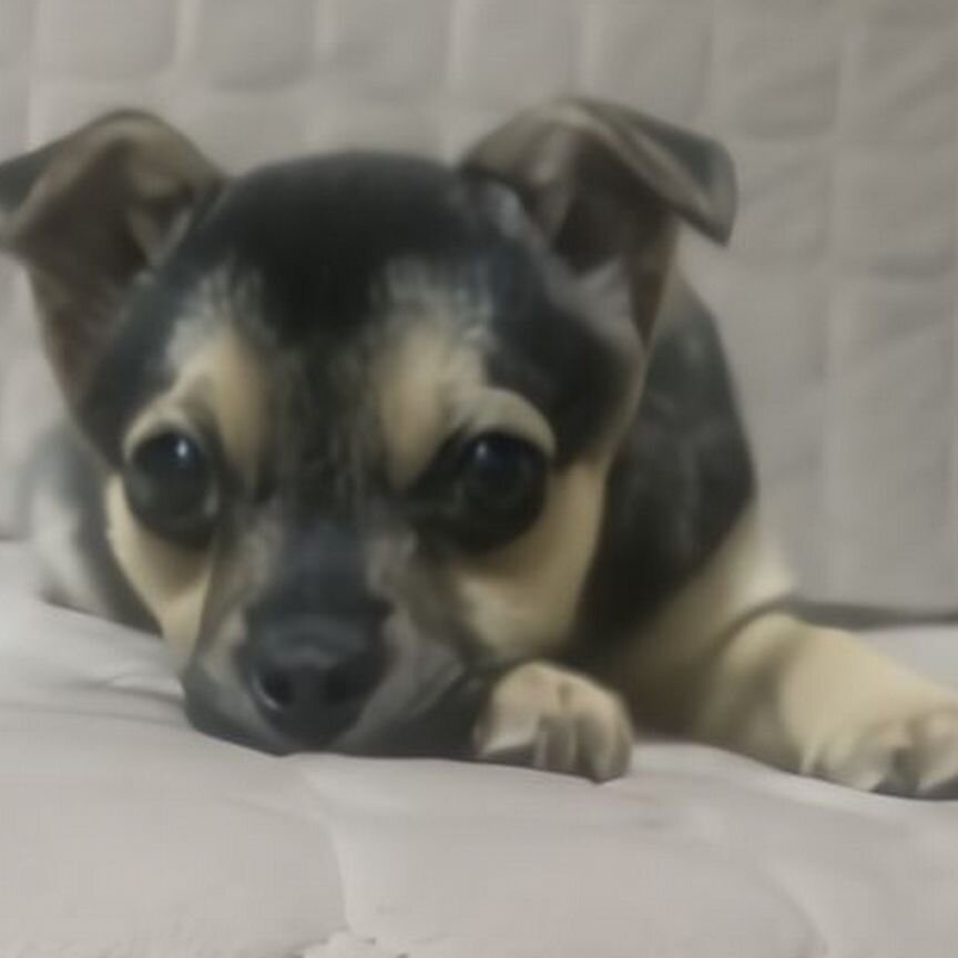 Русский той-терьер, щенок