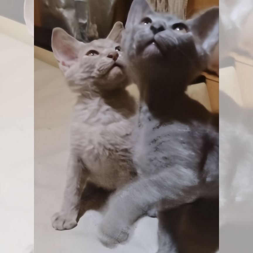 Канадский сфинкс котёнок