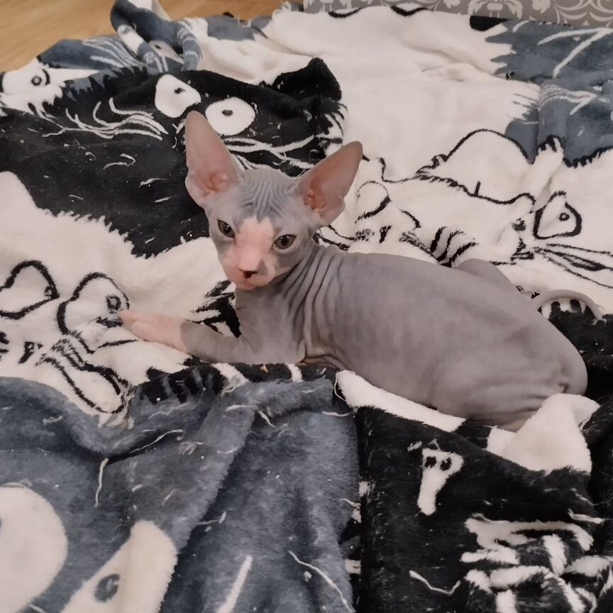 Донской сфинкс котята