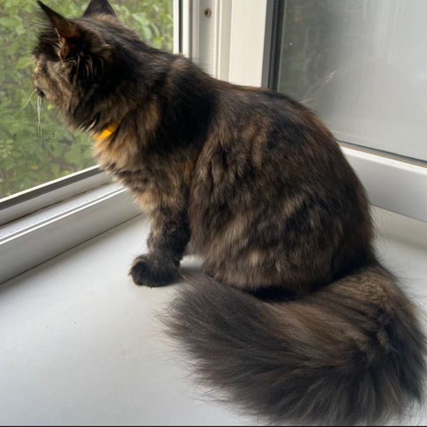 Черепаховая длинношерстная кошечка