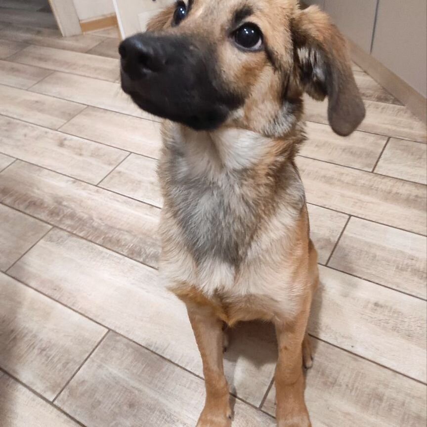 Щенок овчарки