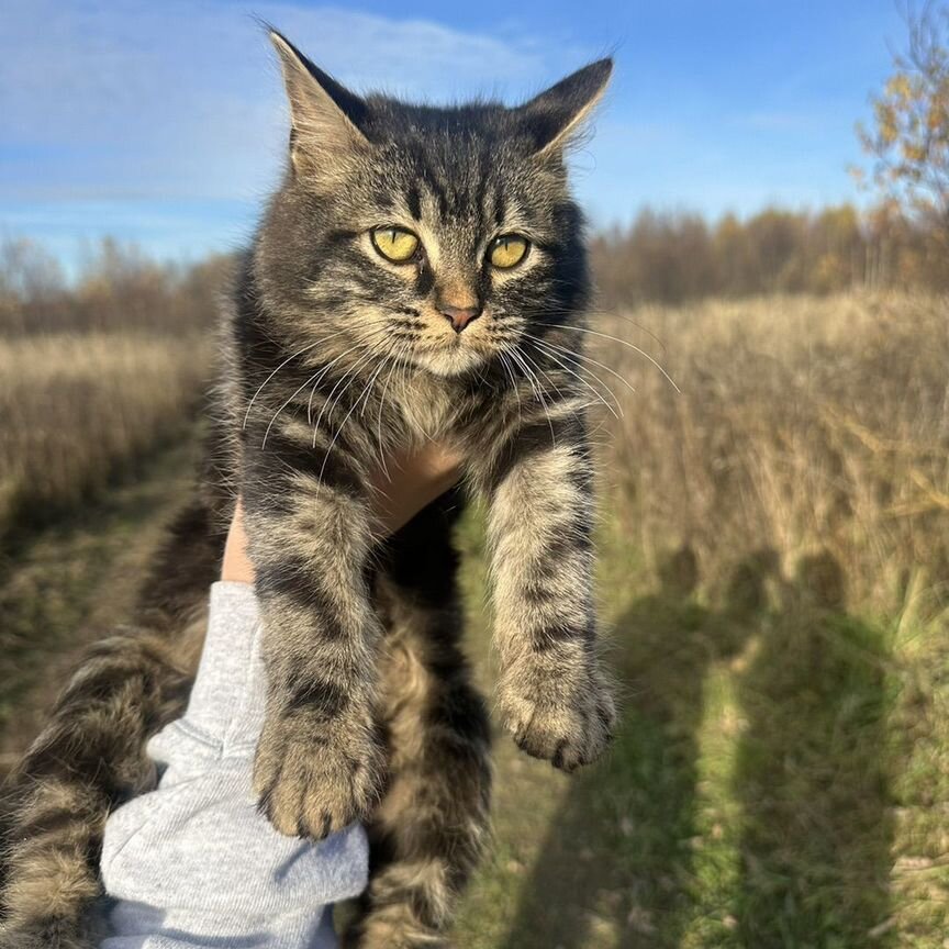 Кошечка умная,ласковая,очень любит детей