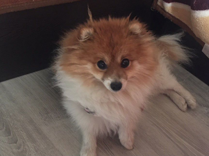 Шпиц вязка мальчик