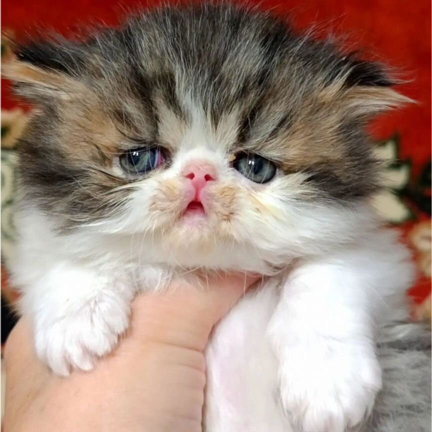 Экзотический короткошёрстный котёнок