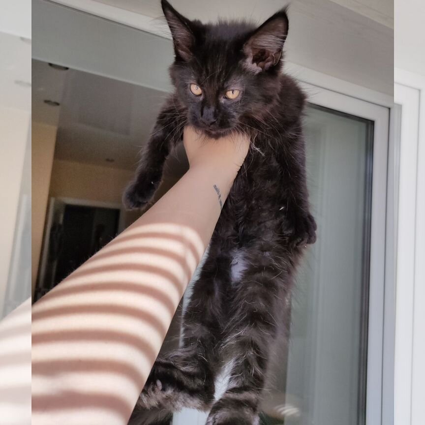 Мейн-кун котенок черный