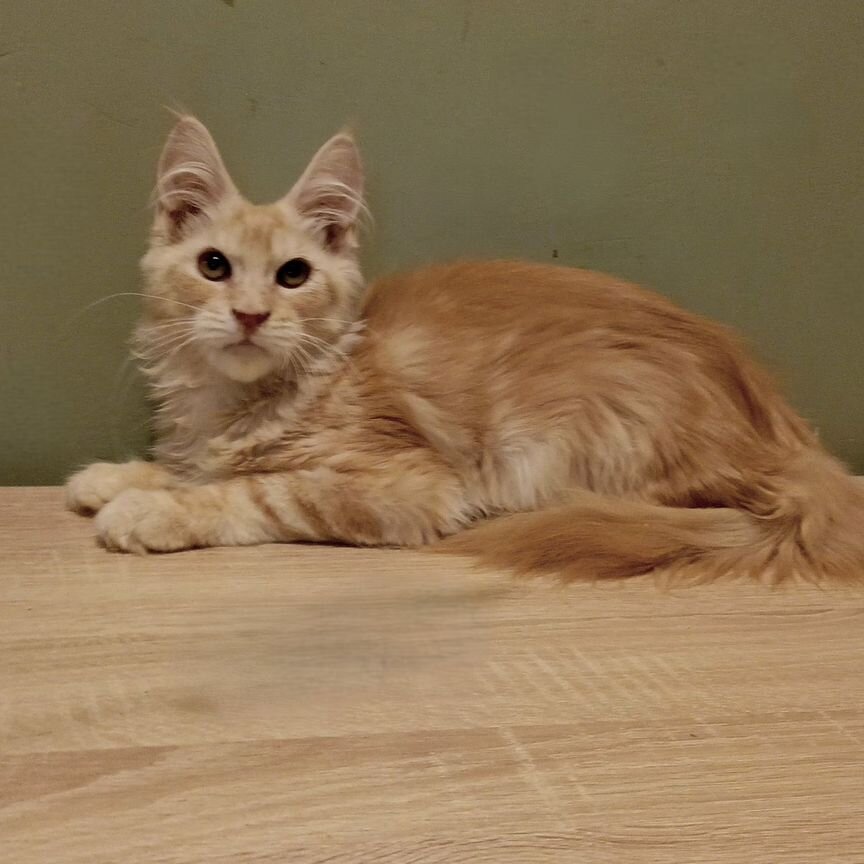 Мейн-кун мальчик 5 мес