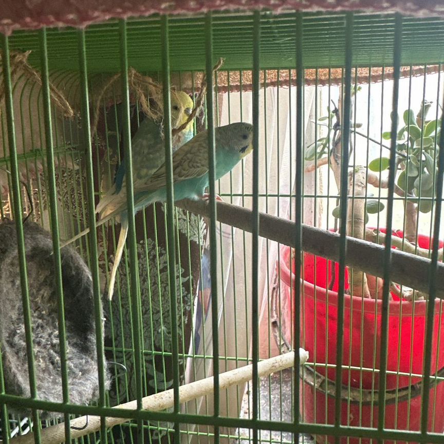 Волнистый попугай с клеткой