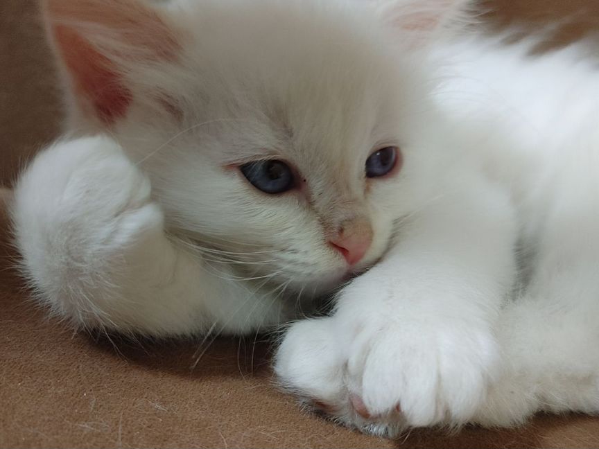 Котята Священной Бирмы