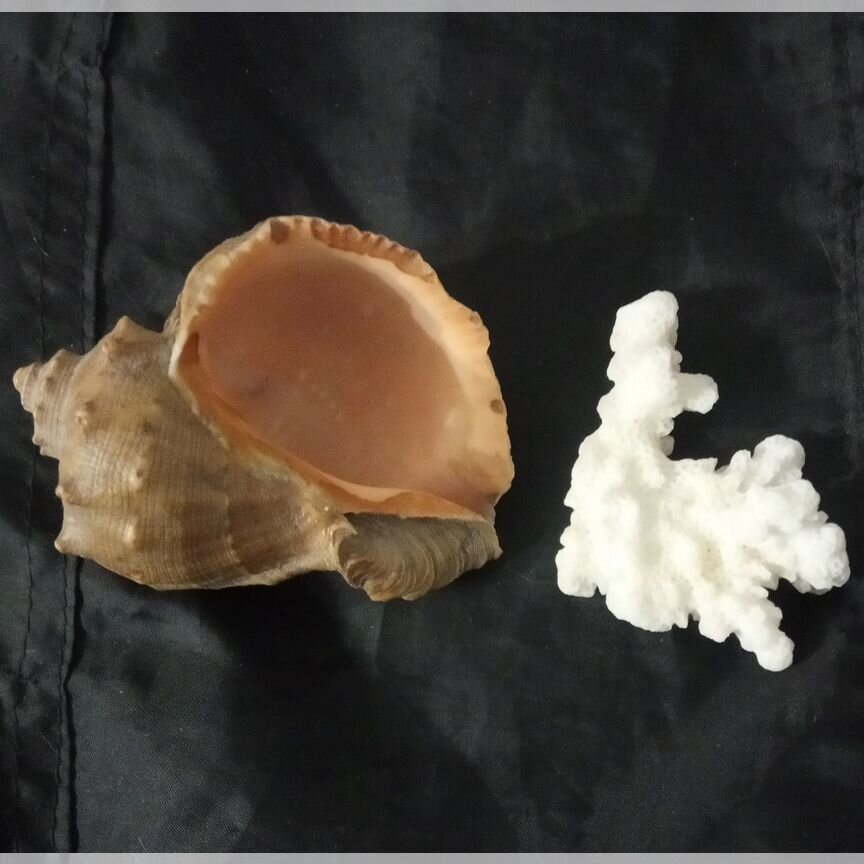 Ракушка и коралл для аквариума