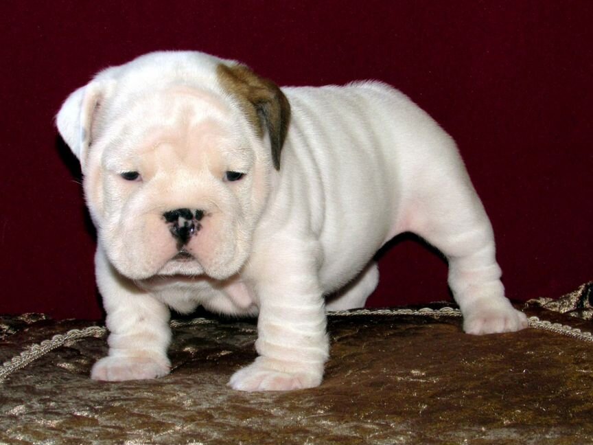 Мальчики английского бульдога