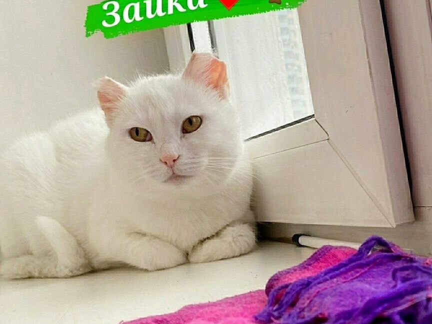 Кошка Зайка