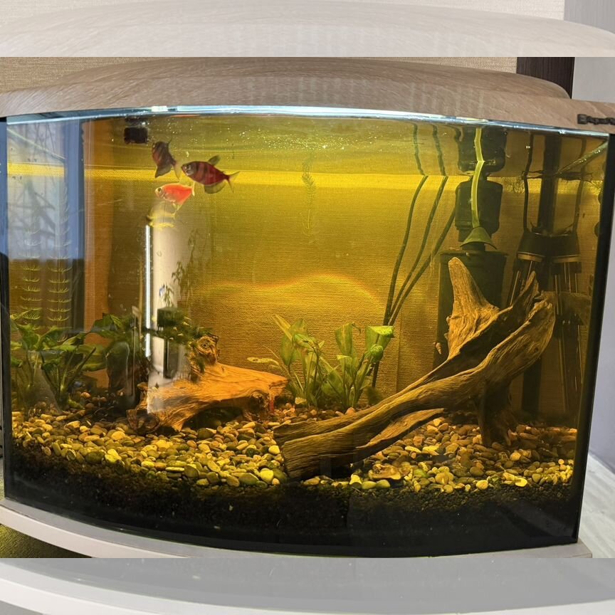 Аквариум с рыбками, лягкшуой и комплектующим