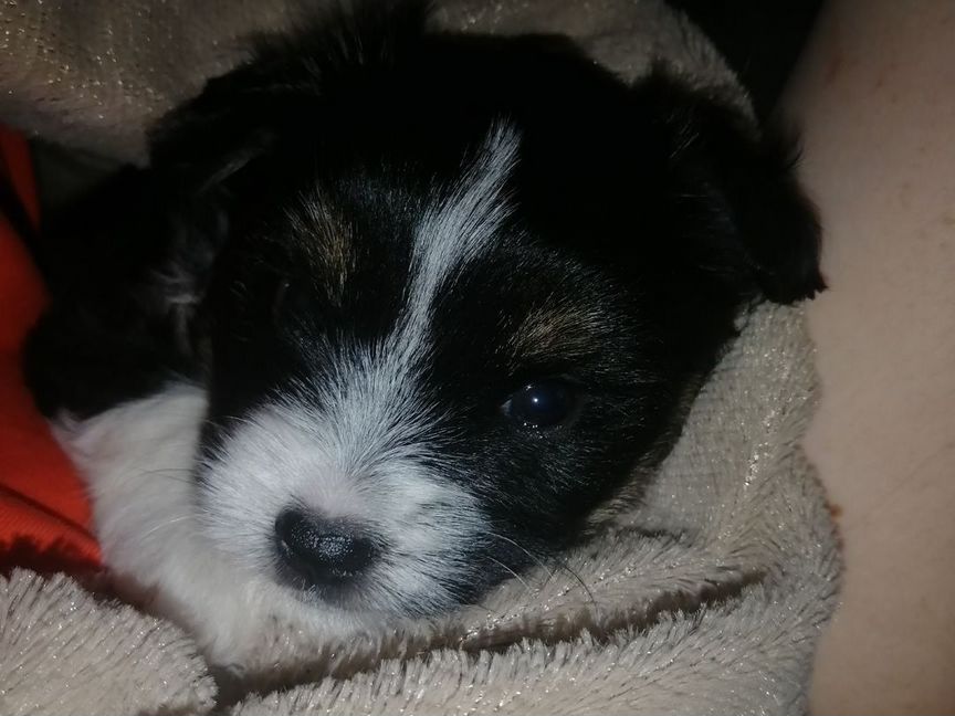 Маленькая собака