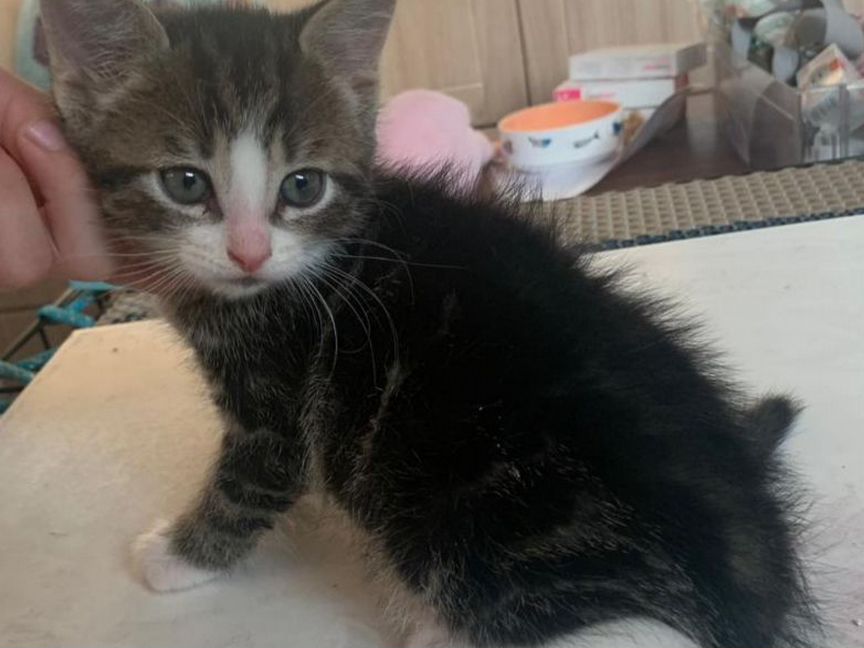 Котенок мальчик ищет дом