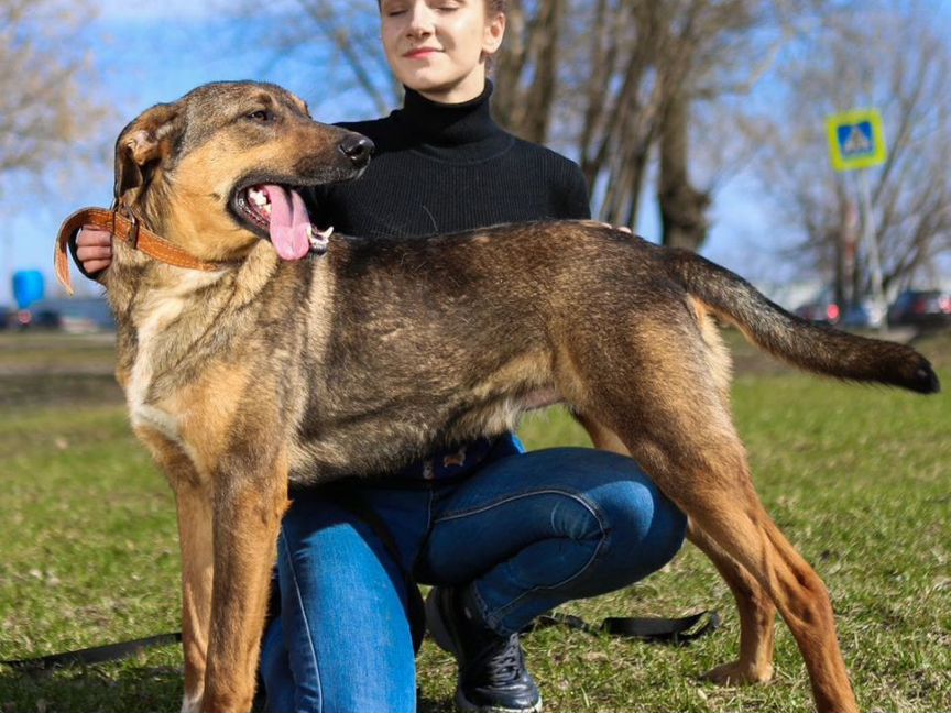 Бывшедомашний пёсик из приют нуждаетс в новом доме