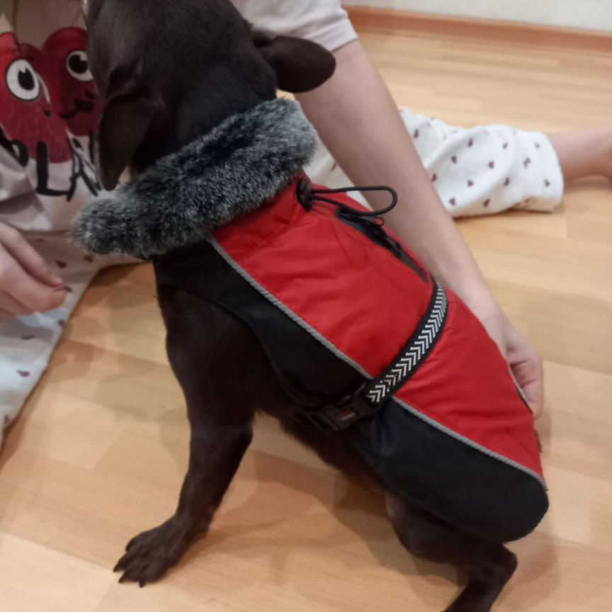 Одежда для чихуахуа